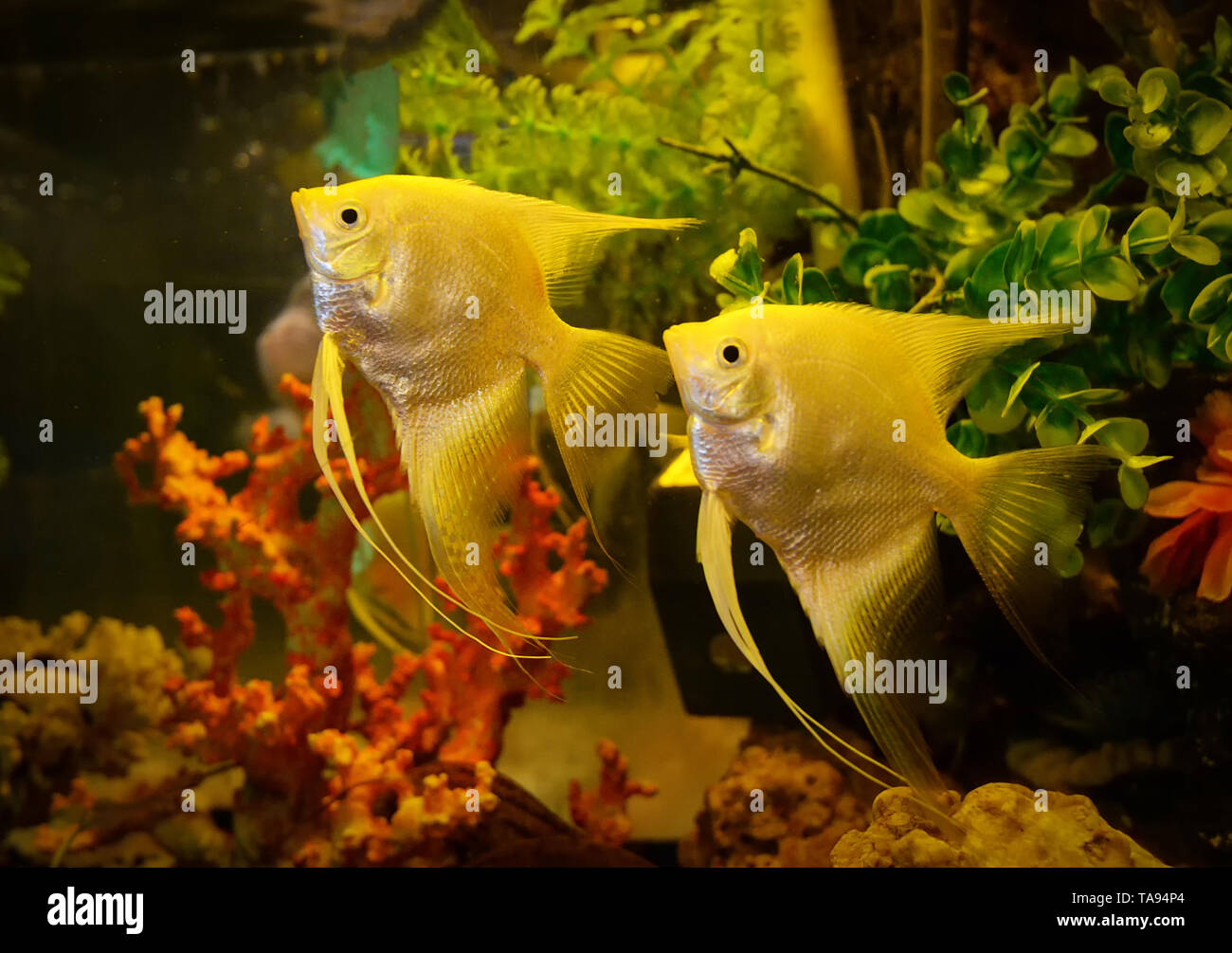 Silver angelfish swimming fish tank underwater aquarium / Pterophyllum ...