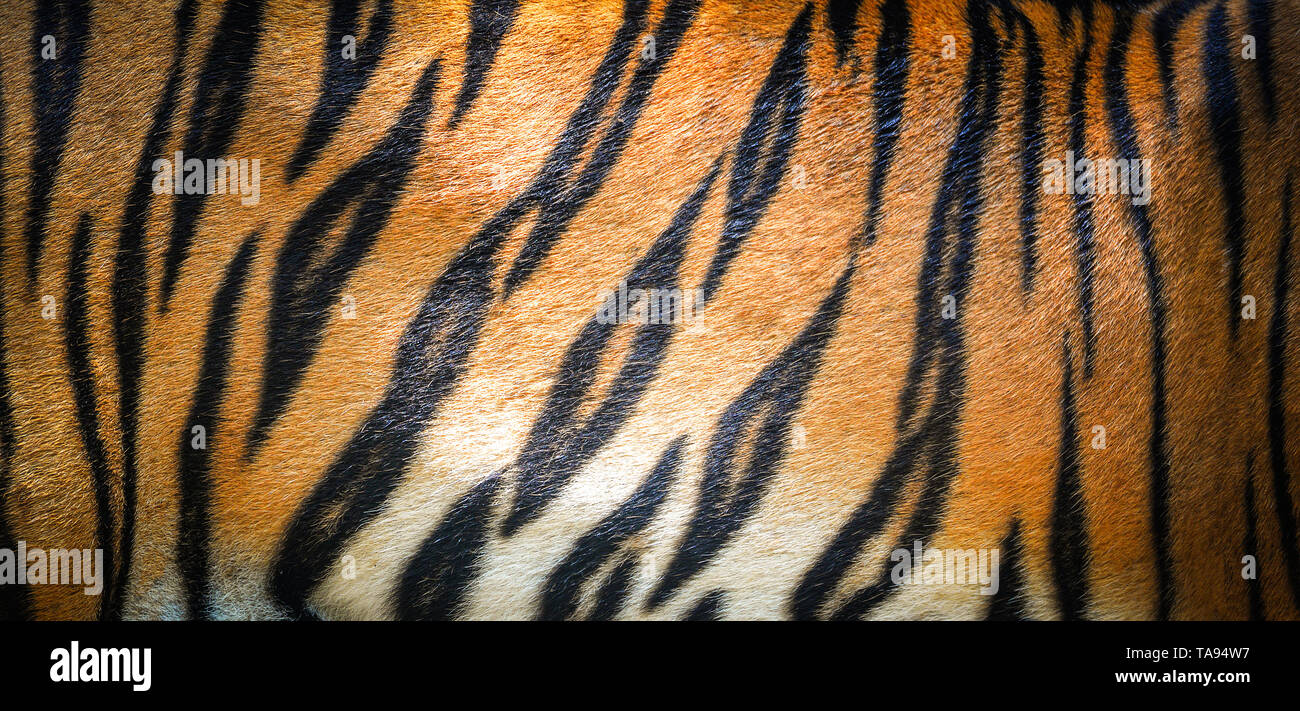 Tiger Stripes Pattern Wallpaper