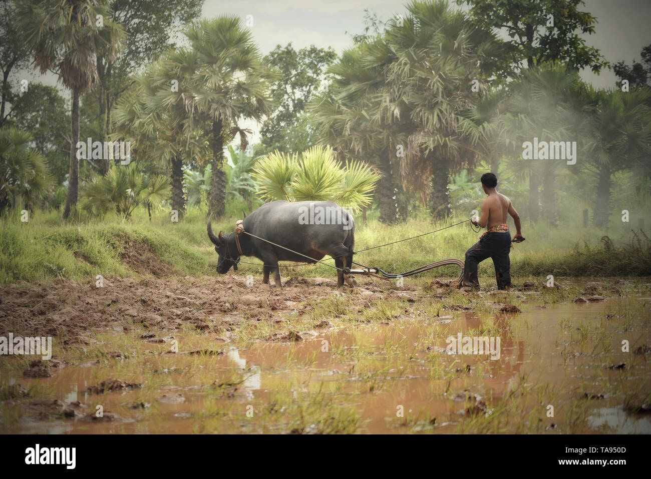 Farmer plow field with buffalo / Thai farmer using buffalo plowing rice ...