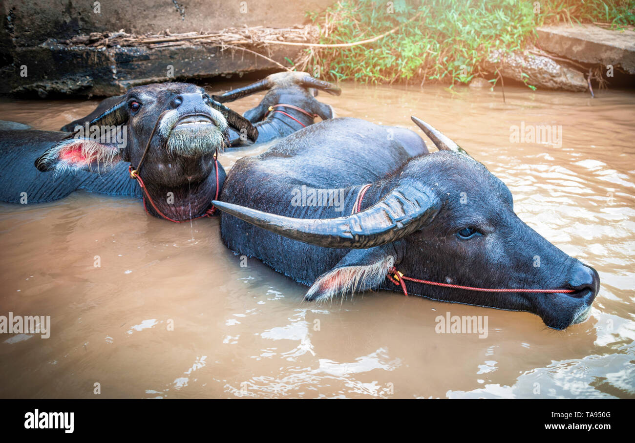 Buffalo swimming water / Group of water buffalo swimming in the river ...