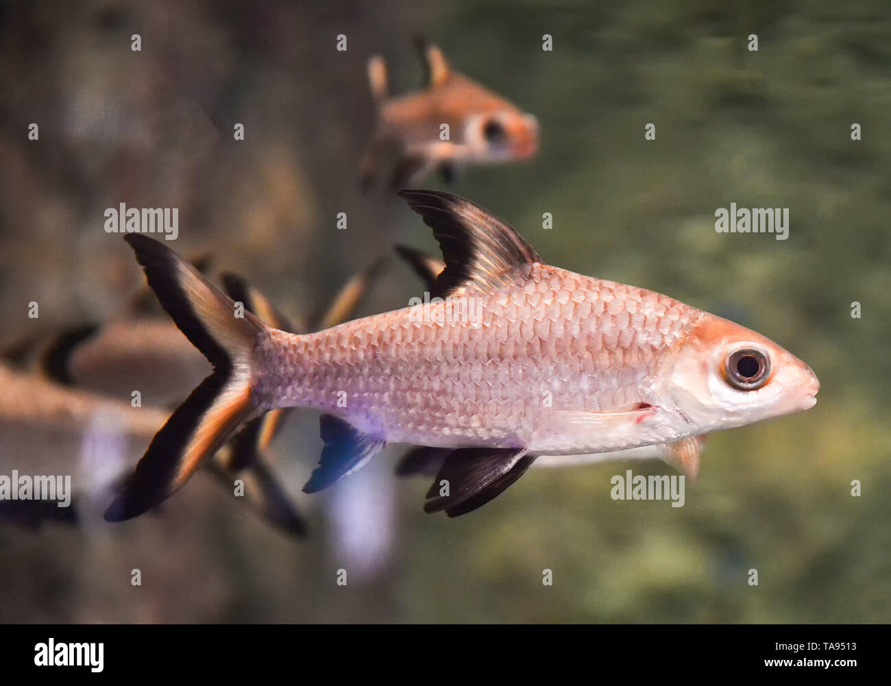 silver shark - Bala Shark fish swimming fish tank underwater aquarium ...