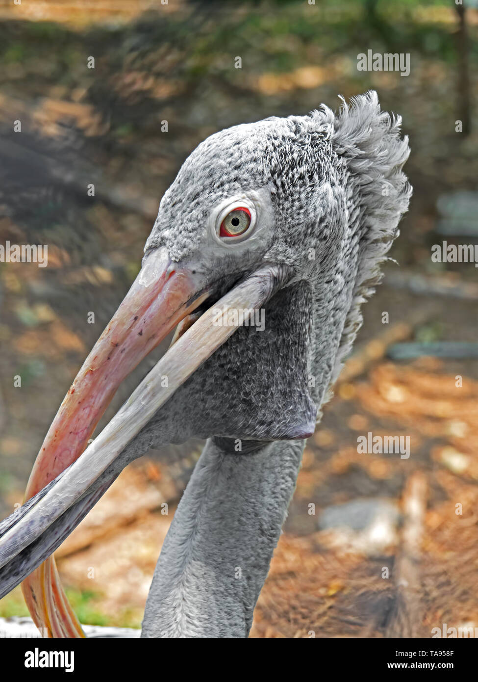 Handicapped bird hi-res stock photography and images - Alamy
