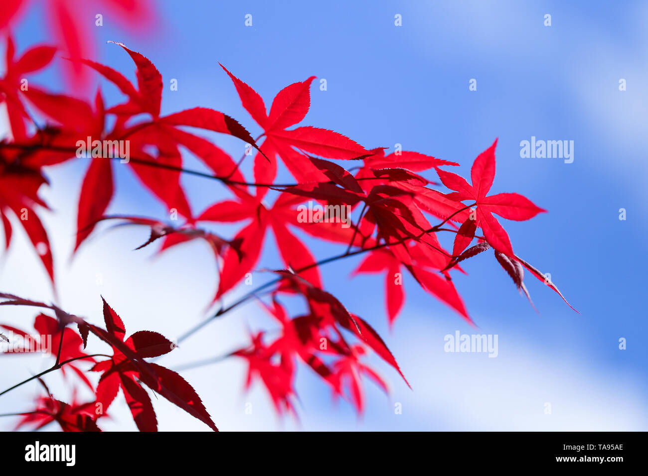 Japanese maple spring hi-res stock photography and images - Alamy