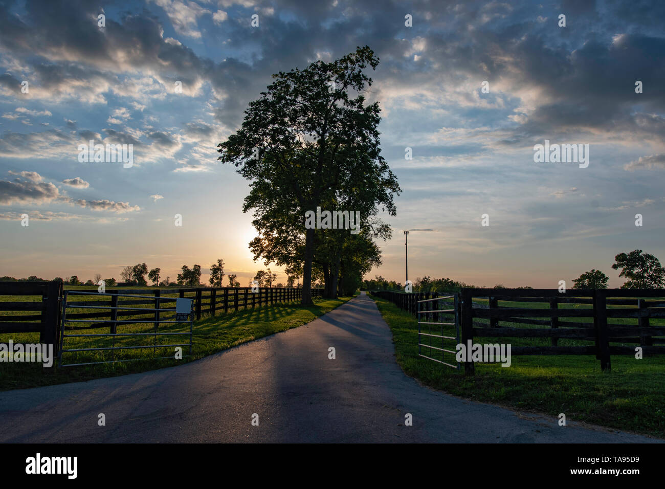 Country background image of a tree-lined country lane with setting sun ...