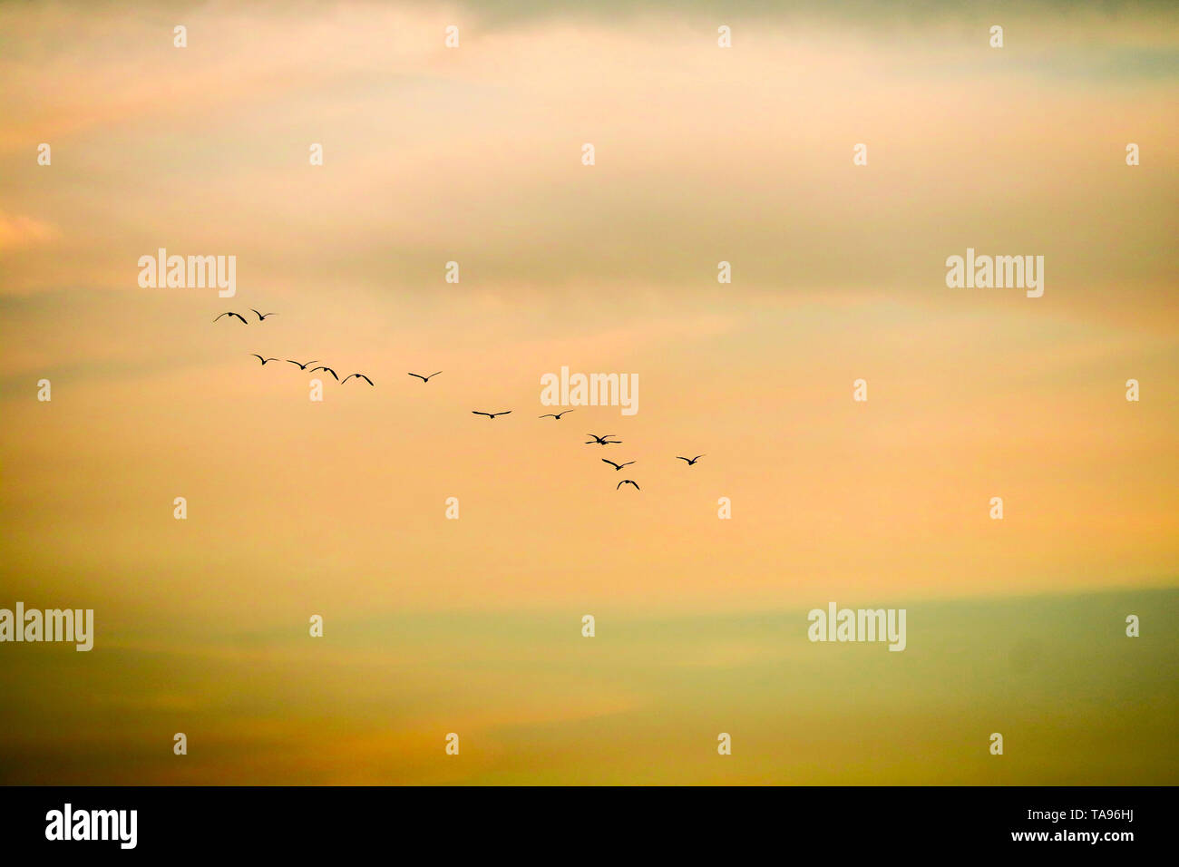 birds flying to home on sunset sky soft cloud background Stock Photo ...