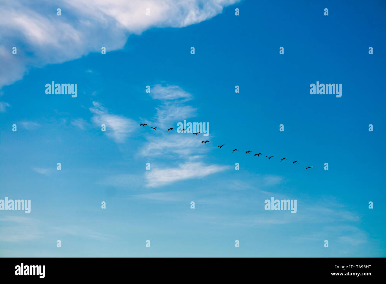 birds flying to home on white blue sky soft cloud background Stock ...