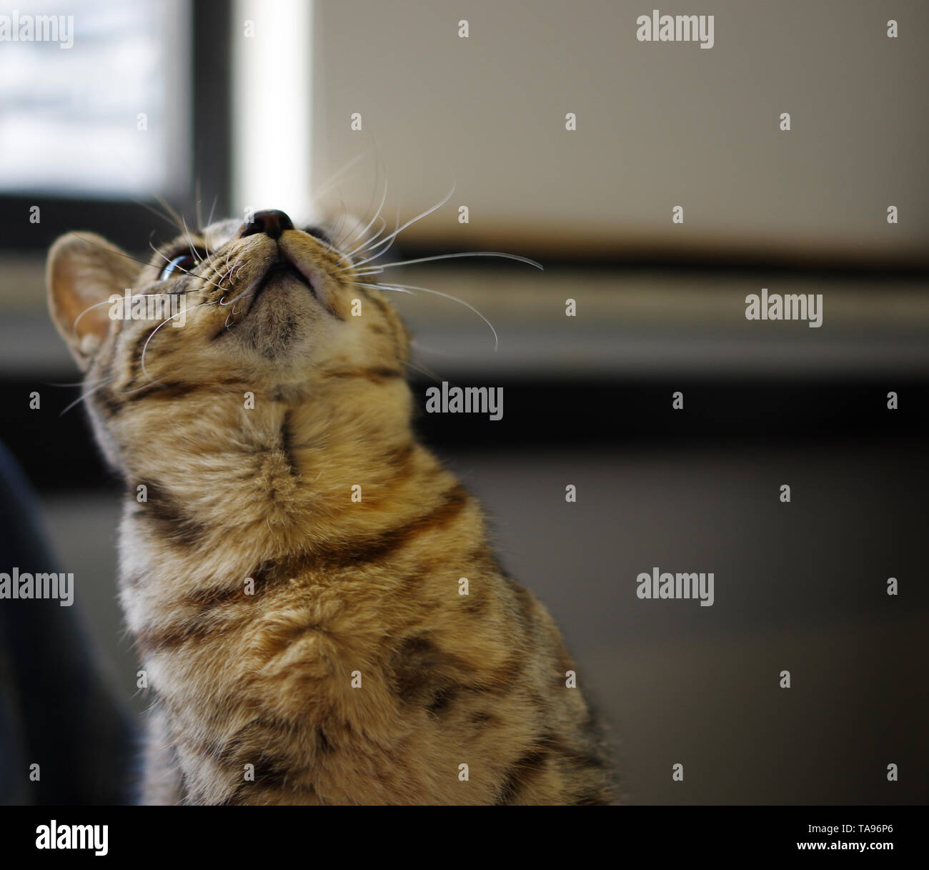 Cute yellow and brown dragon li domestic tabby cat Stock Photo - Alamy