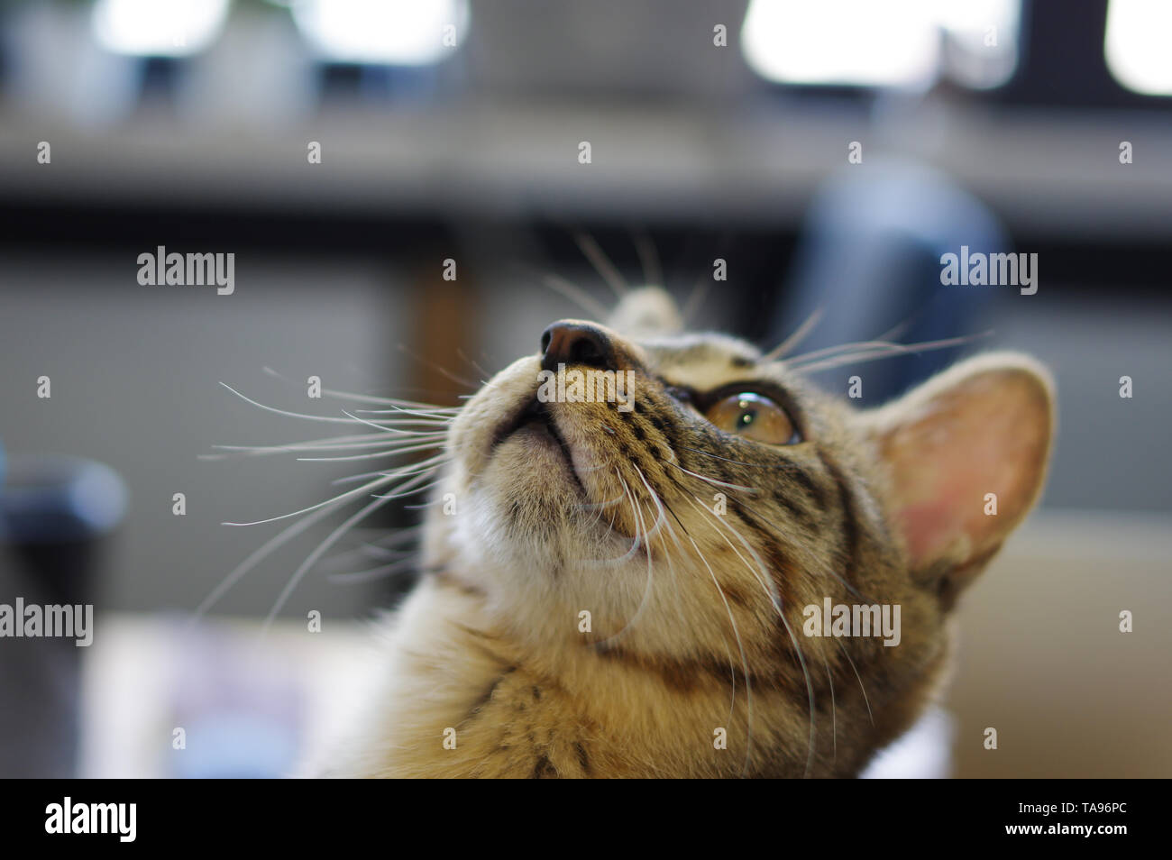 Cute yellow and brown dragon li domestic tabby cat Stock Photo - Alamy