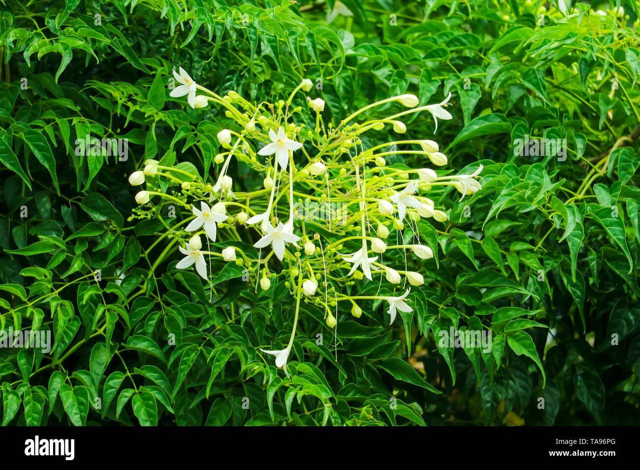 Cork tree millingtonia hortensis flowers hi-res stock photography and ...