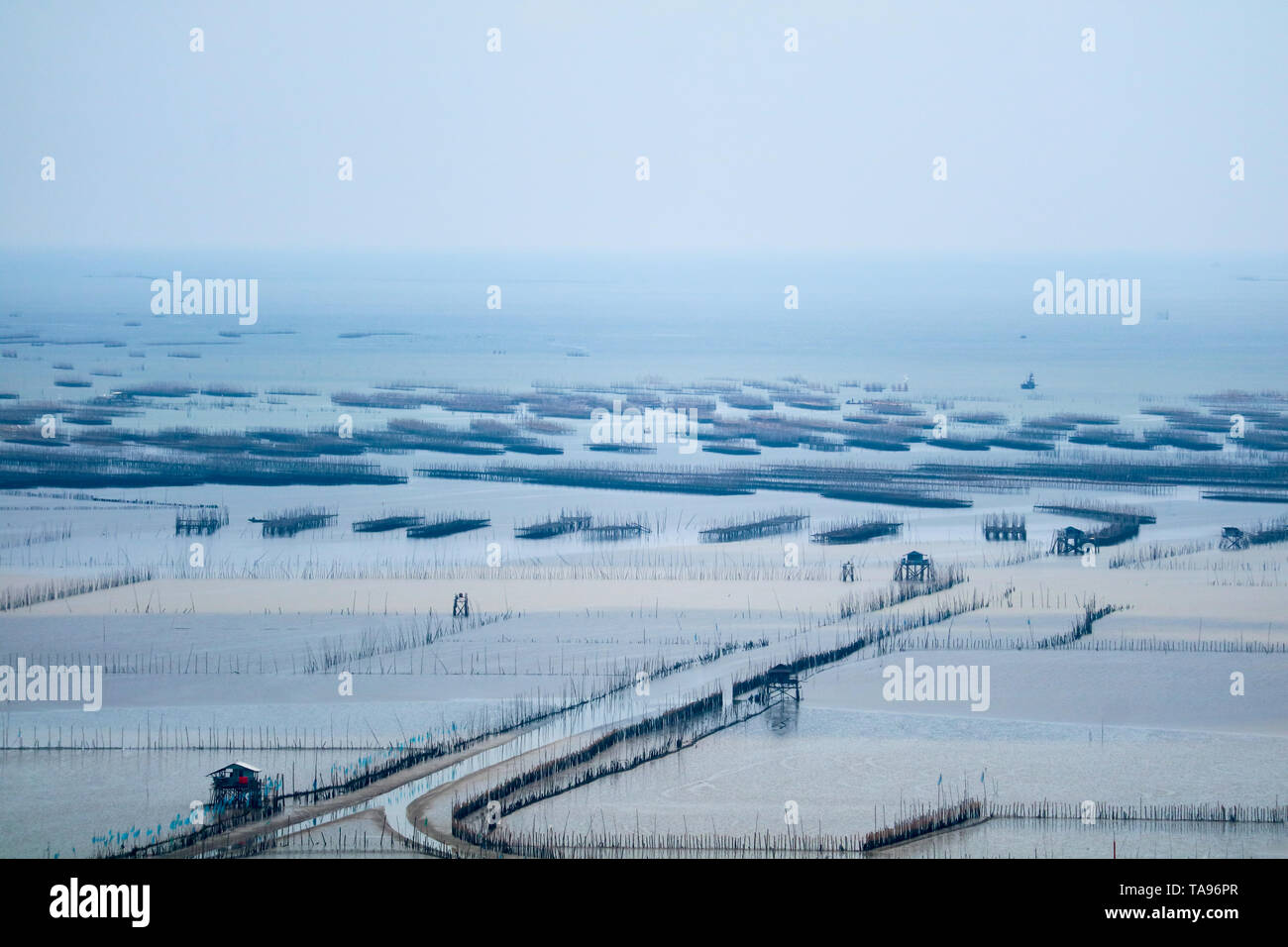 Mussel farm in the sea along the mangrove forest Stock Photo - Alamy