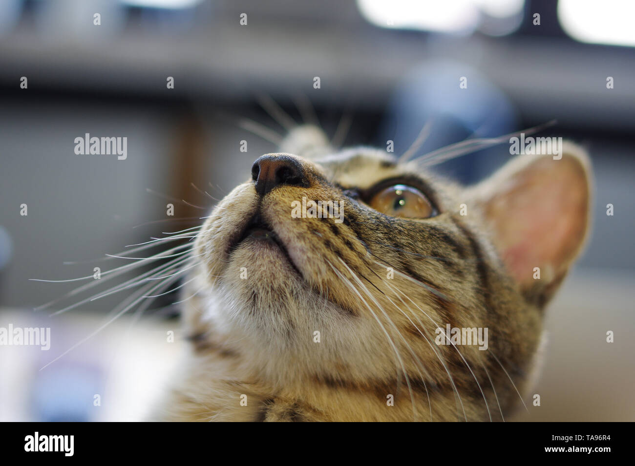 Cute yellow and brown dragon li domestic tabby cat Stock Photo - Alamy