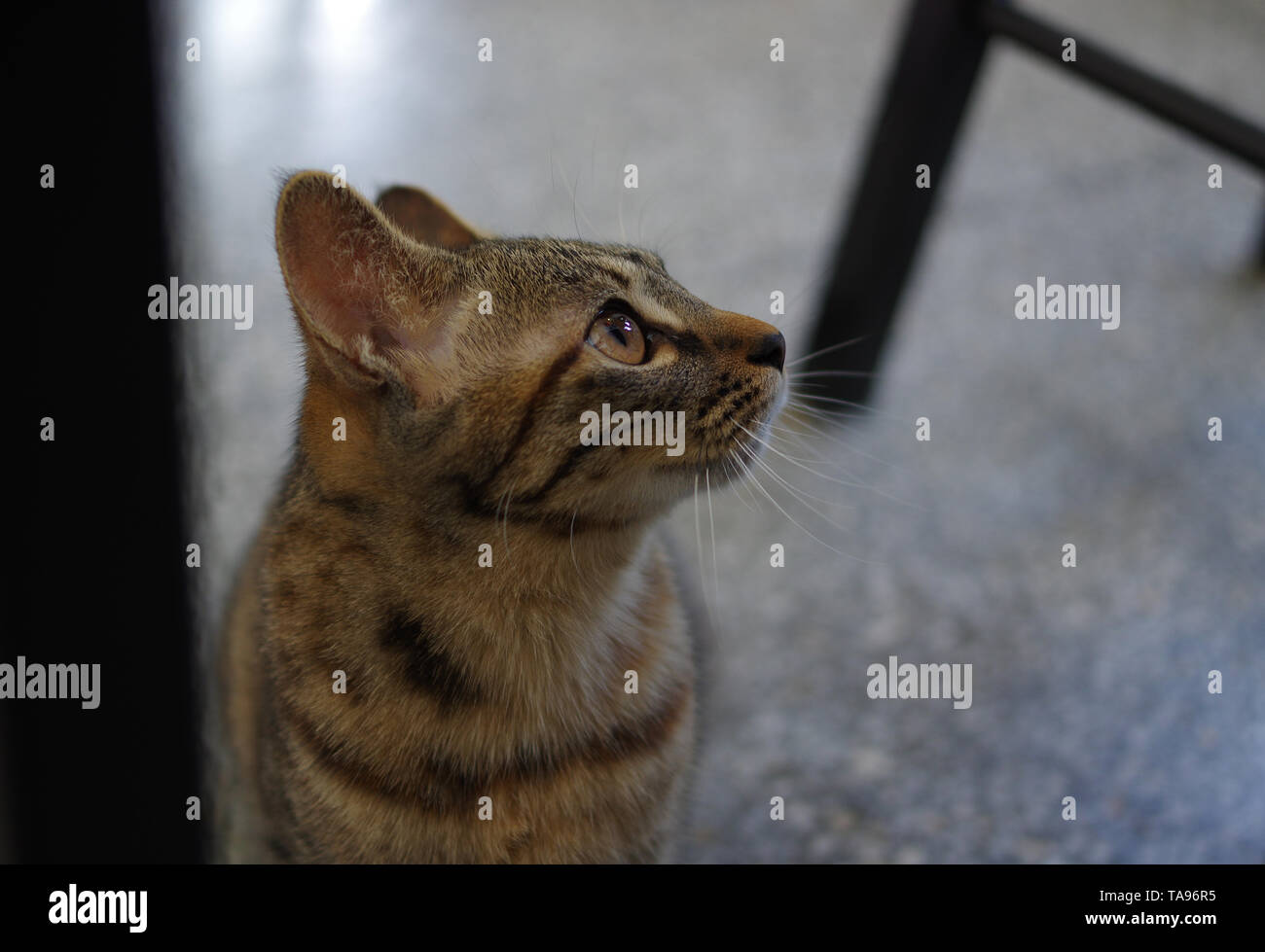 Cute yellow and brown dragon li domestic tabby cat Stock Photo - Alamy