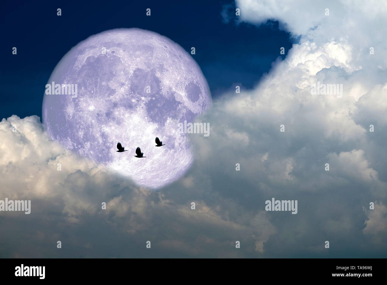 wolf moon back on silhouette bird heap cloud on sunset sky, Elements of ...