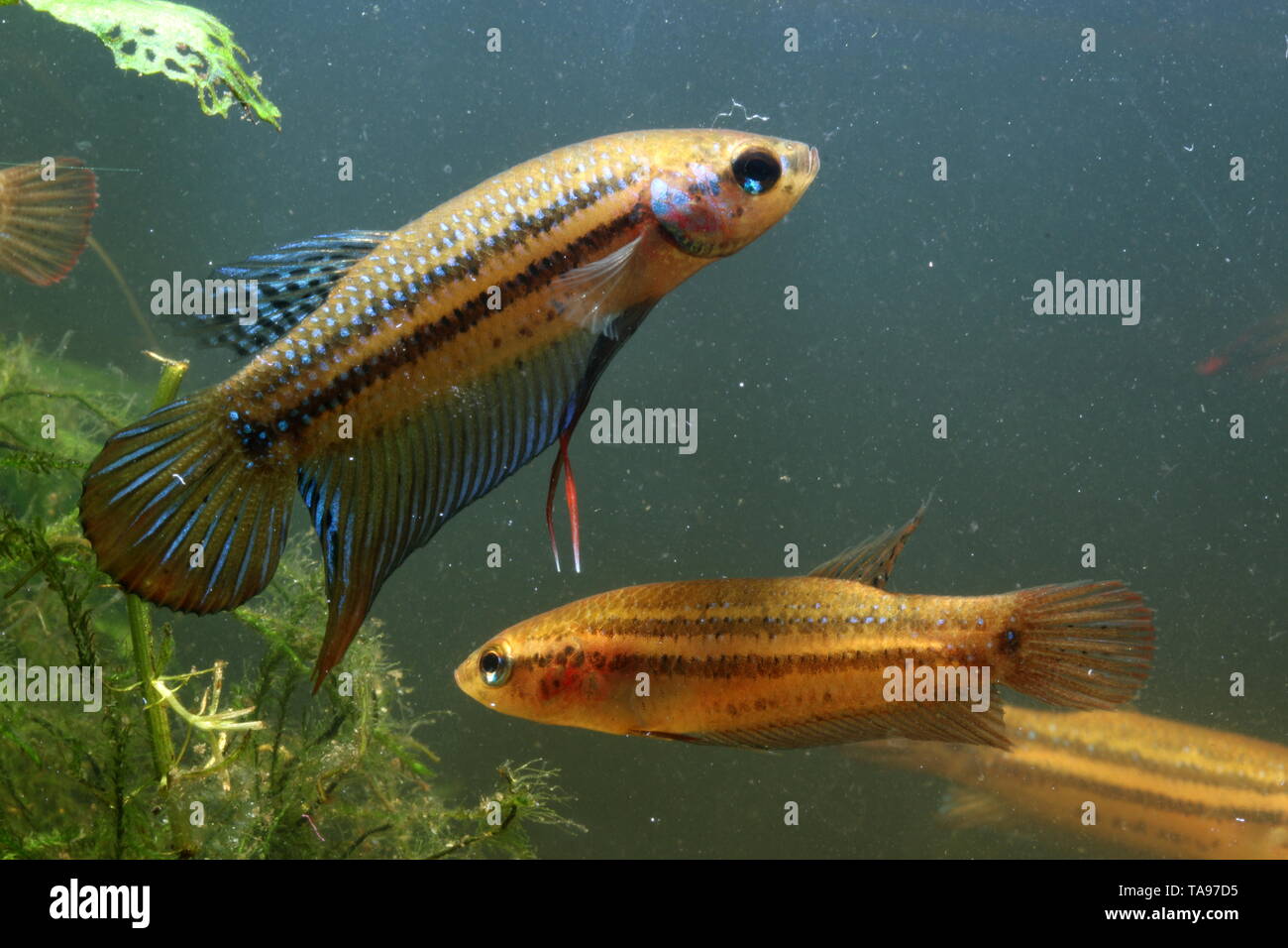 Crescent betta, betta imbellis Stock Photo - Alamy