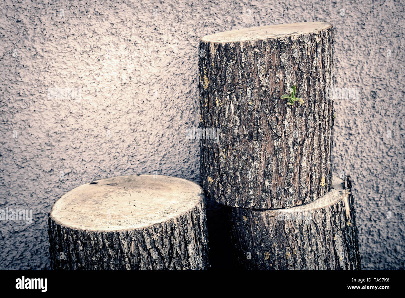 Near the wall of the house are parts of the sawn tree trunk. New leaves ...