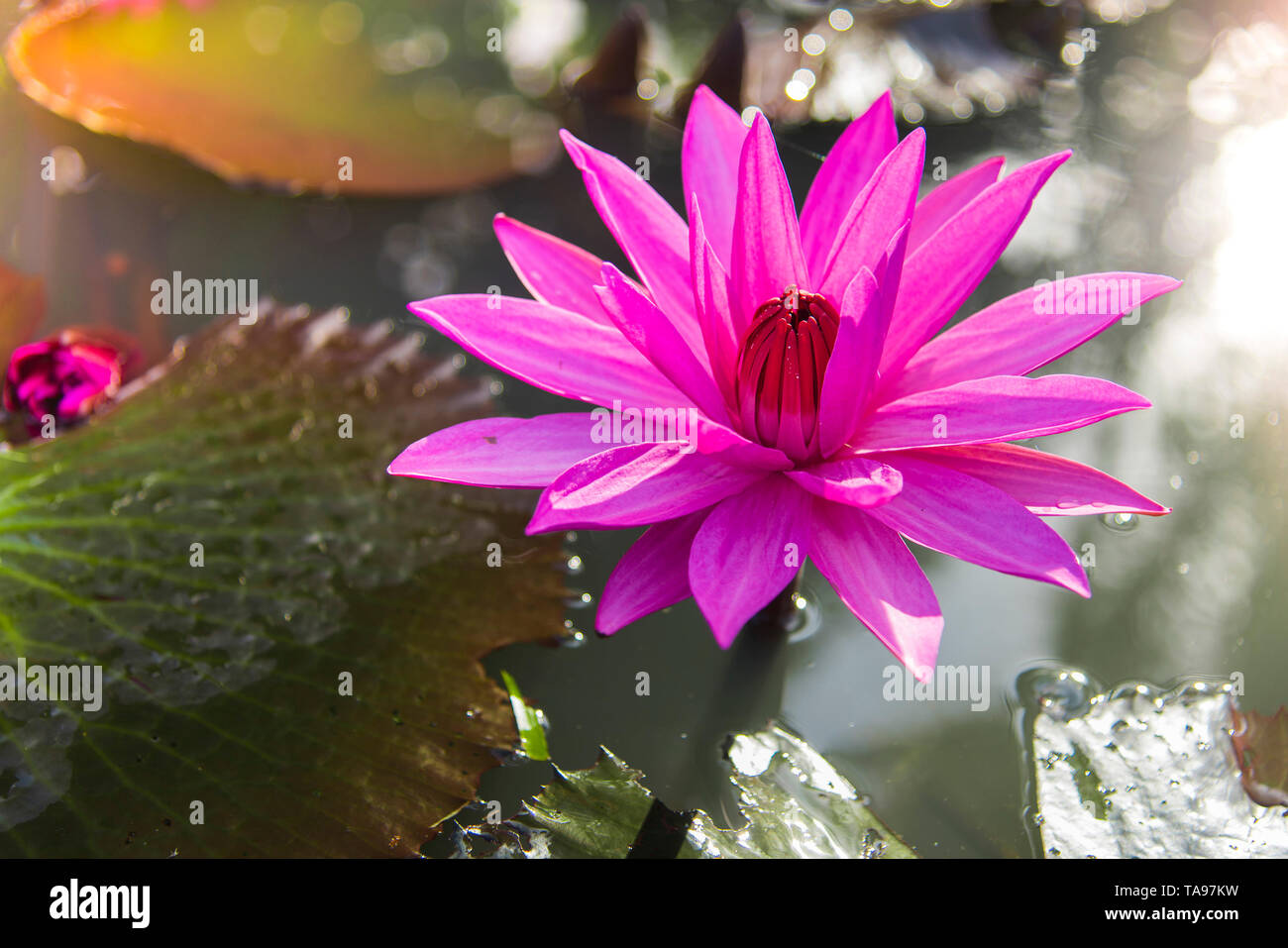 The lotus flower represents the symbol of Buddhism and can be used to ...