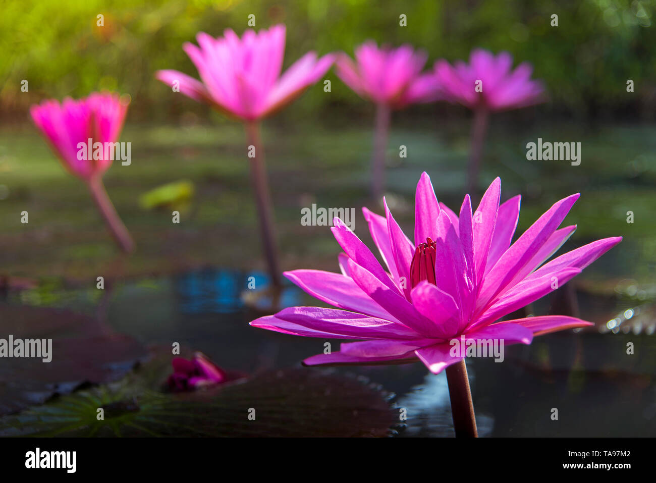A beautiful pink lotus flower or lotus flower in the pool Stock Photo ...
