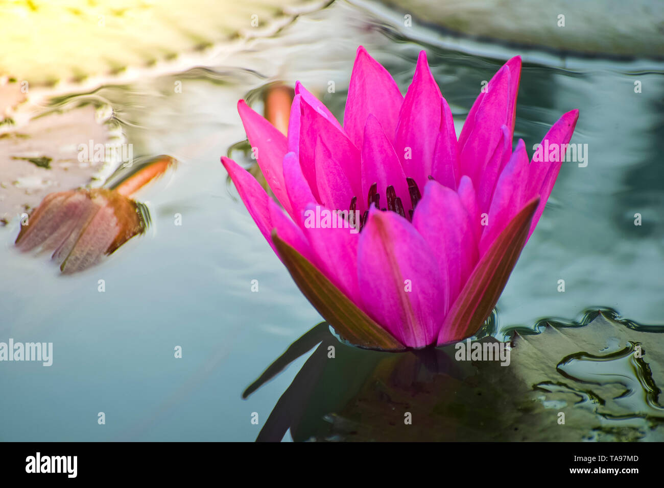 A beautiful pink lotus flower or lotus flower in the pool Stock Photo ...