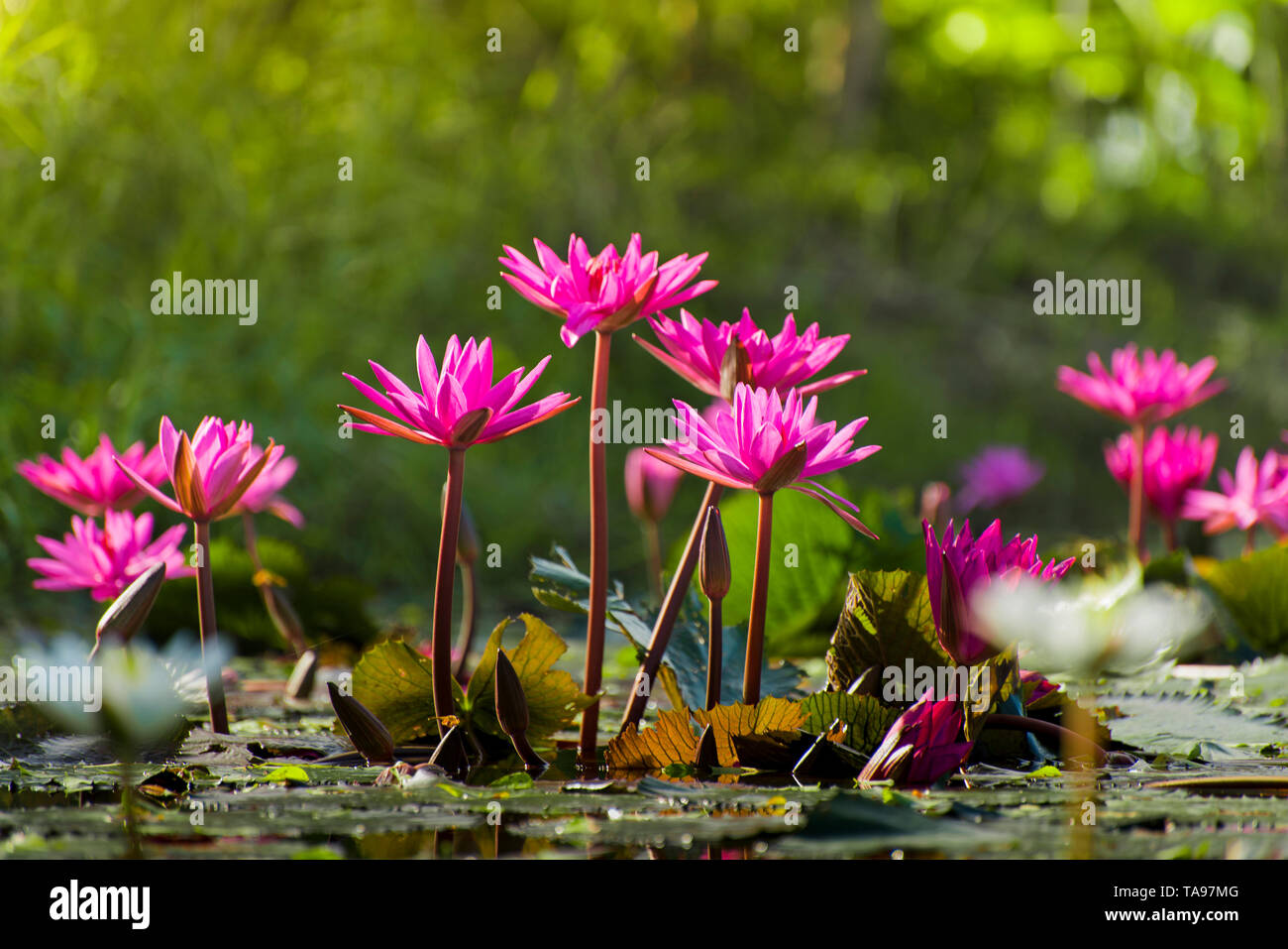 A beautiful pink lotus flower or lotus flower in the pool Stock Photo ...