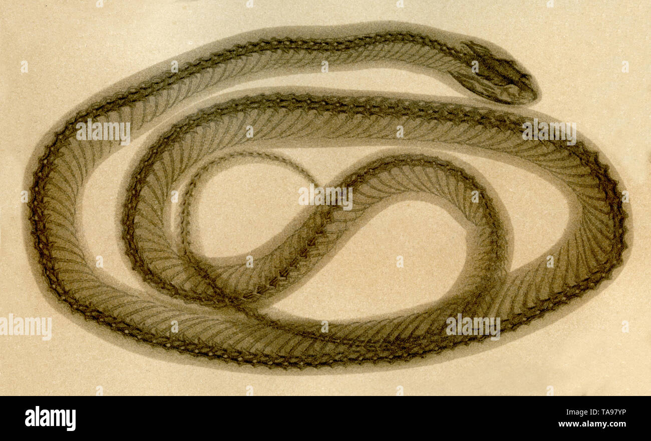 Skeleton of a snake, x-rayed , (encyclopedia, 1898 Stock Photo - Alamy