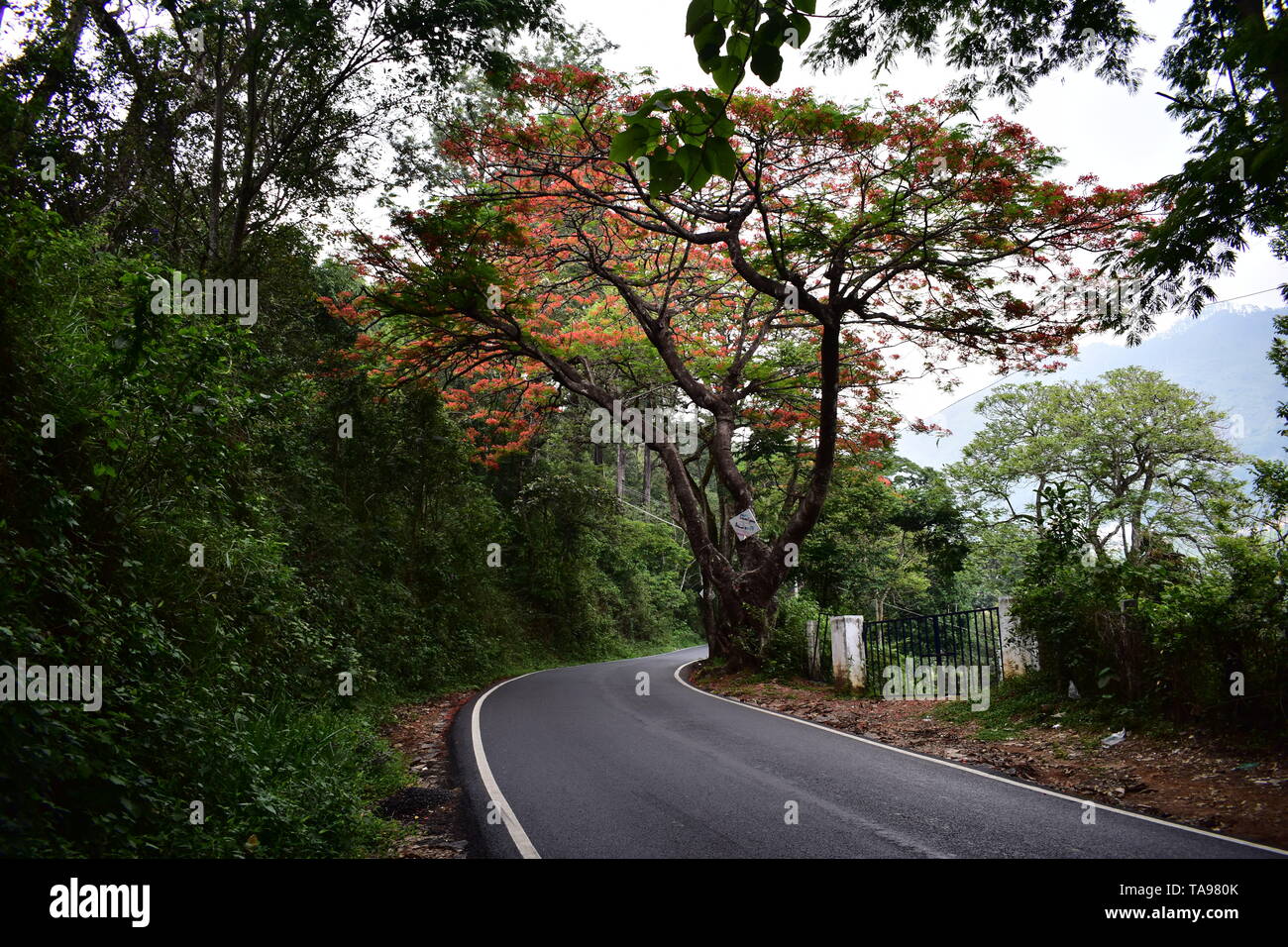 Hill station of munnar road hi-res stock photography and images - Alamy