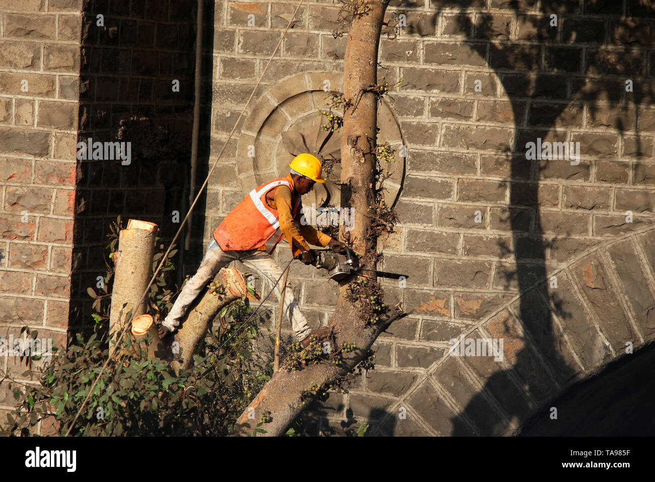 PUNE, MAHARASHTRA, February 2019, Man cutting tree with machine Stock ...