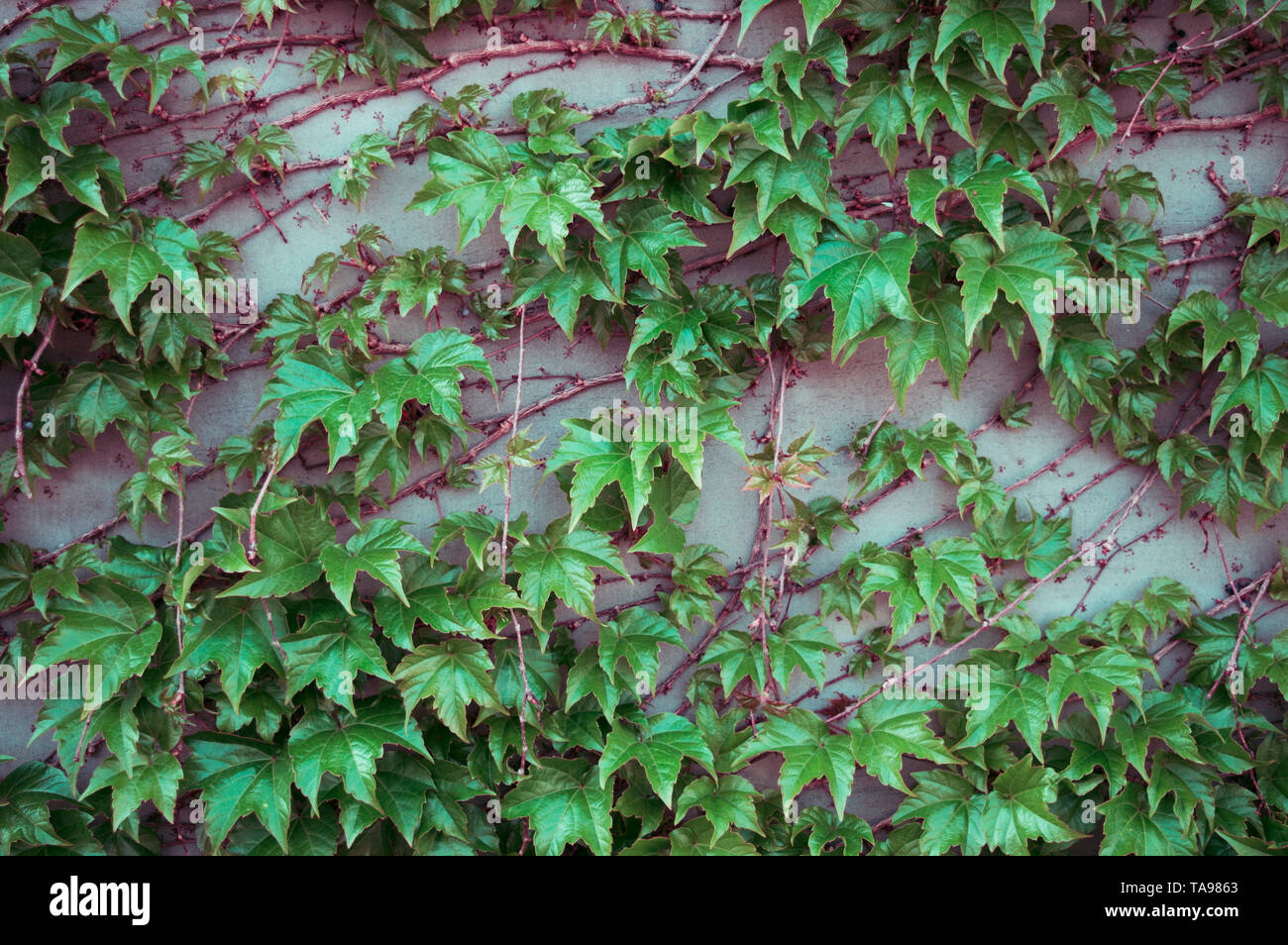 An abstract background of green ivy leaves. Trendy geometry. Black ...