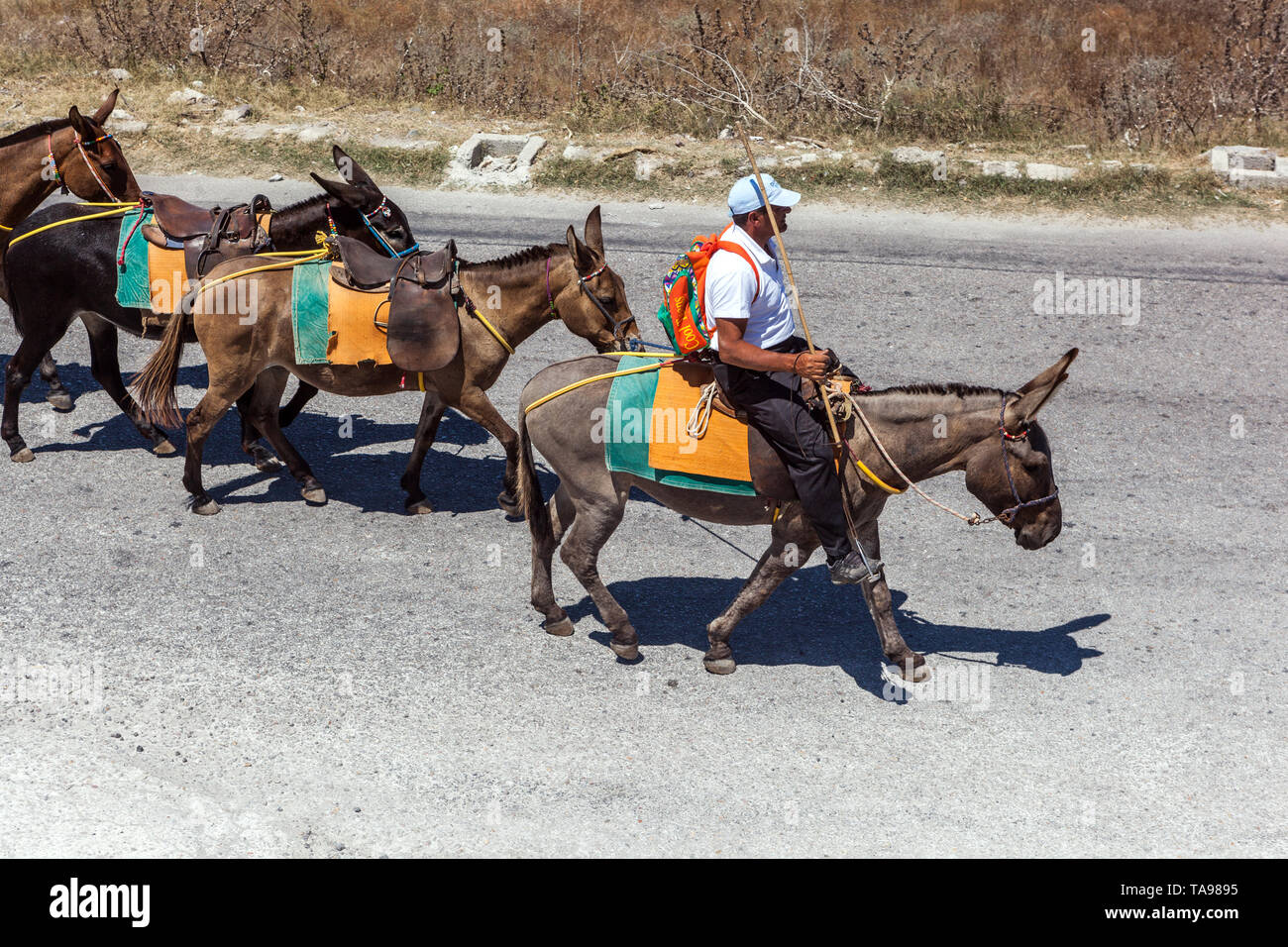 Donkeys at work santorini hi-res stock photography and images - Alamy