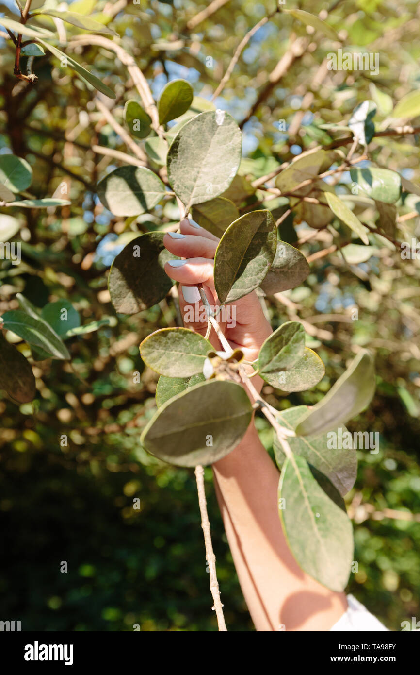 female hand holding olive branch on a sunny day Stock Photo - Alamy