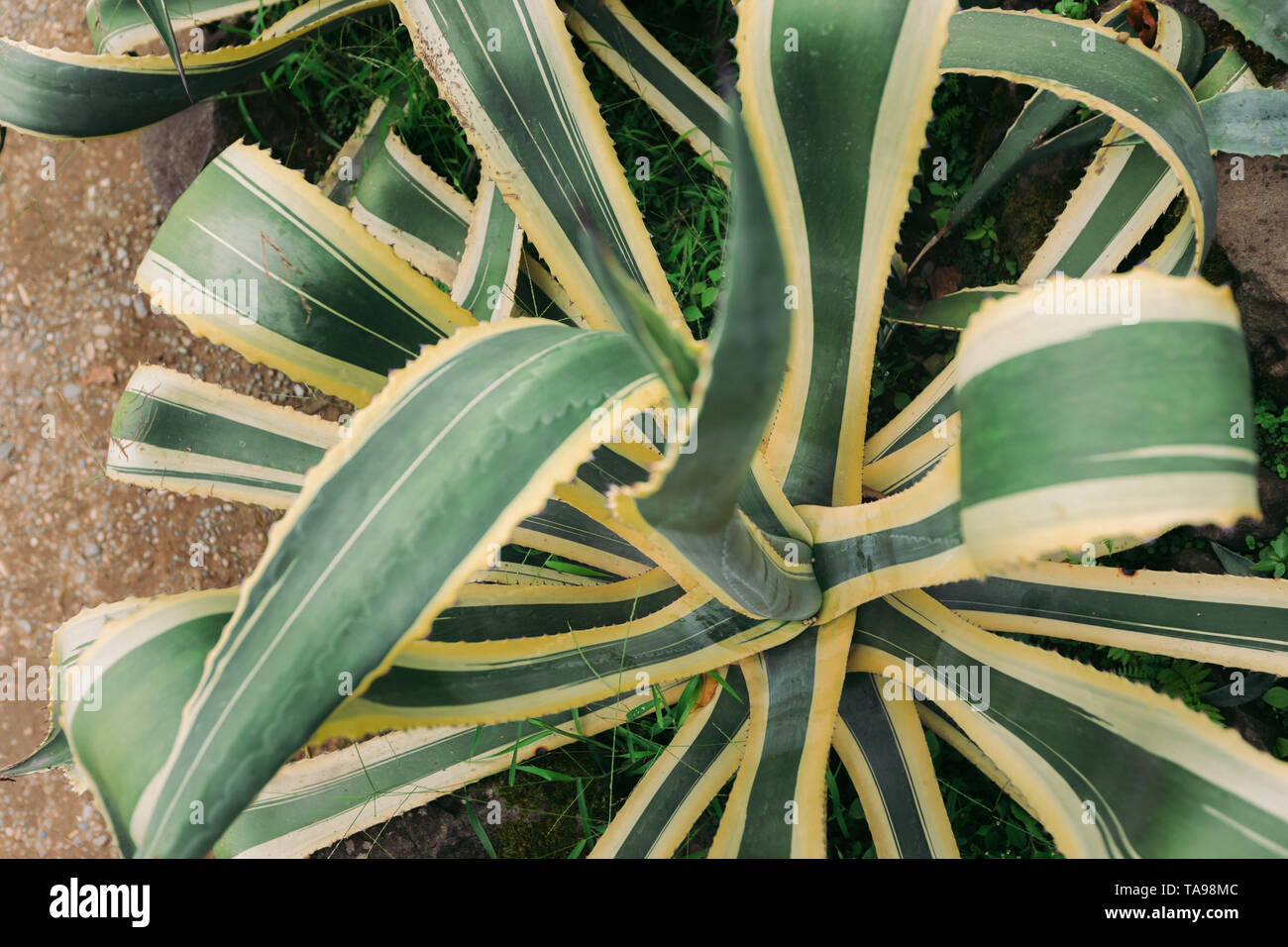 big agave in the botanical garden of Batumi, Georgia Stock Photo - Alamy