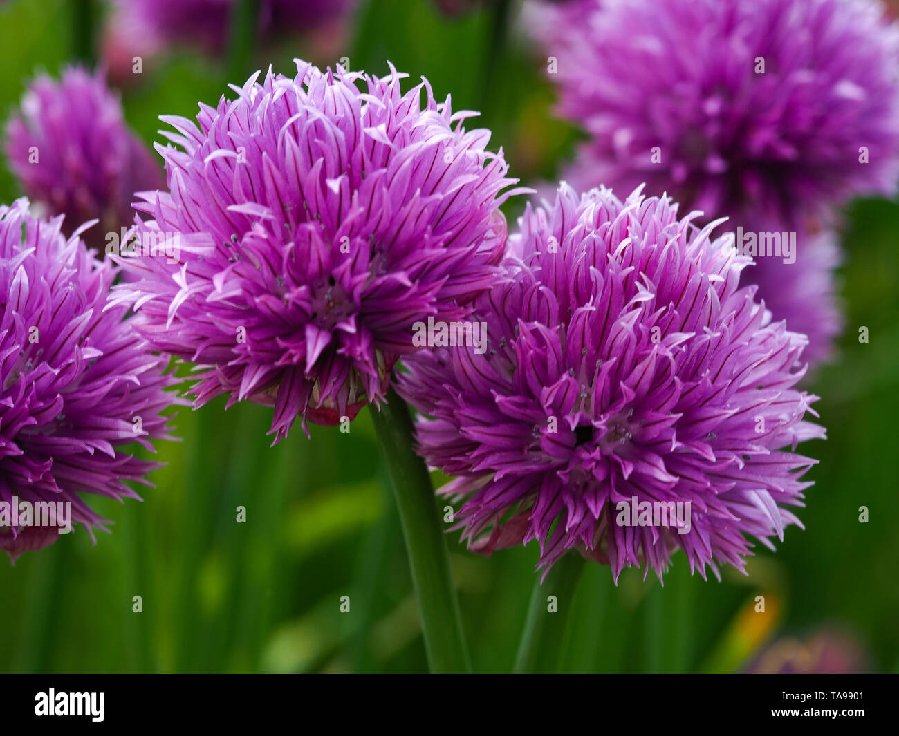 Pretty chives hi-res stock photography and images - Alamy
