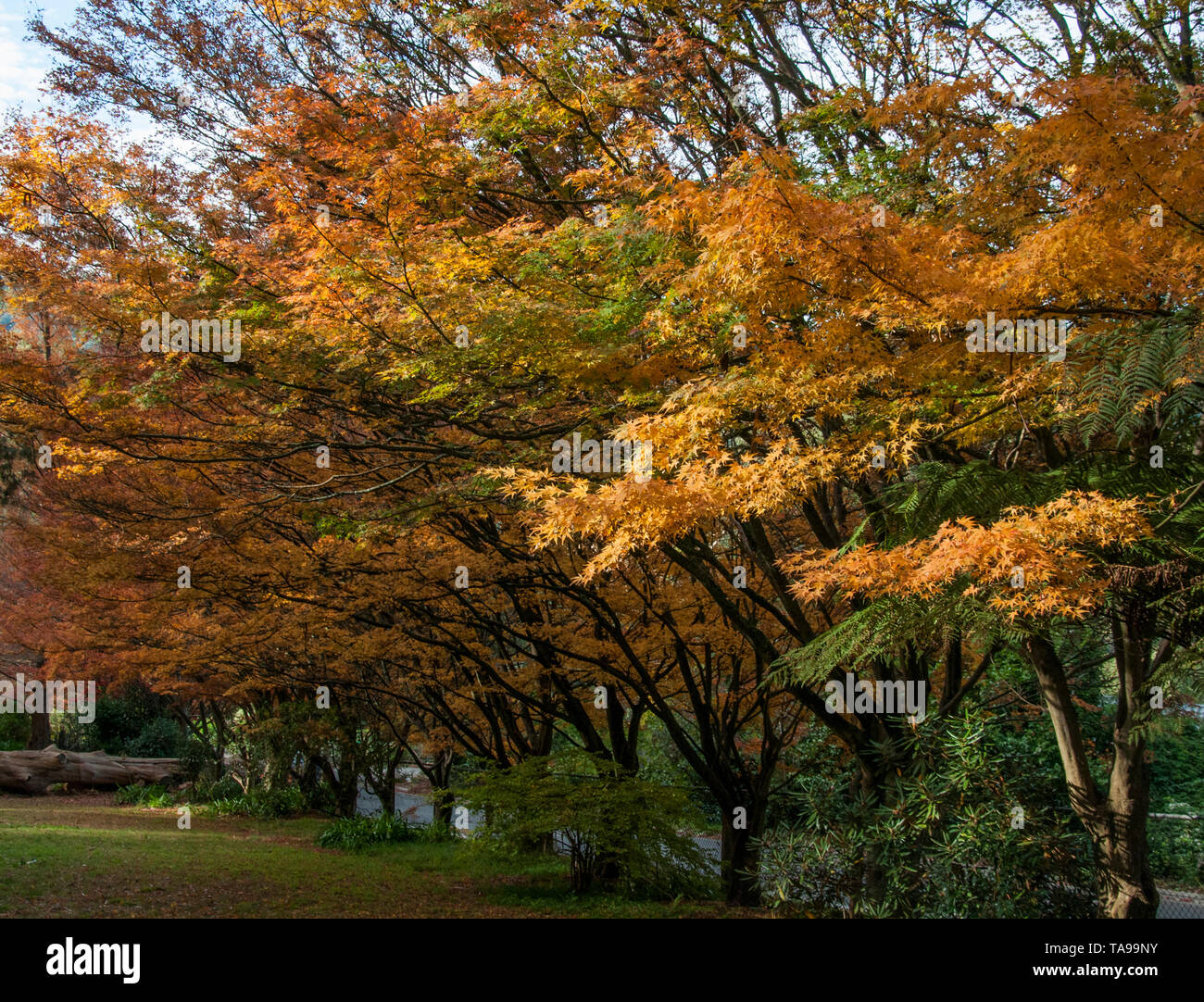 Autumn In Dandenong Ranges High Resolution Stock Photography and Images ...