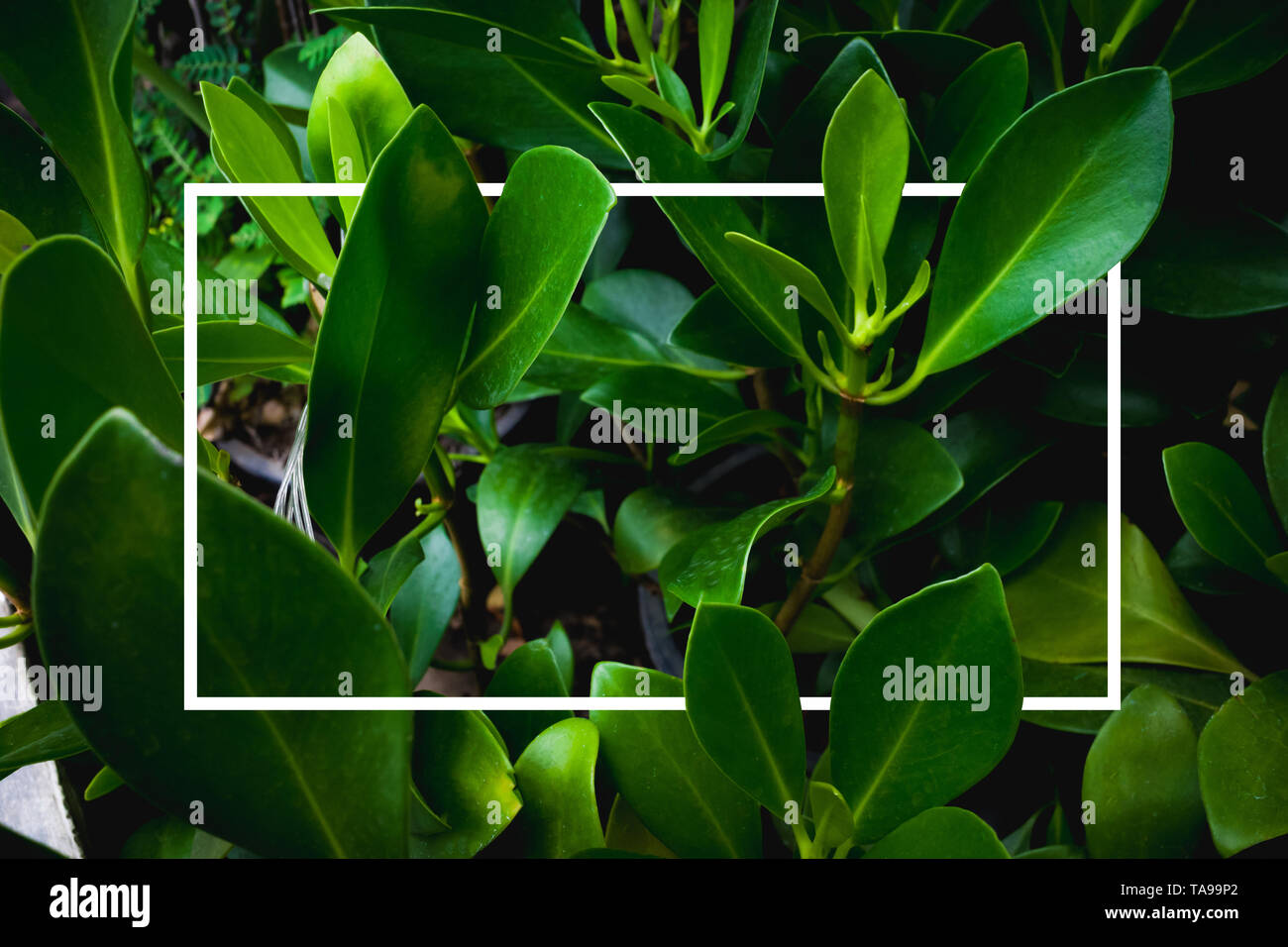 Creative layout green leaves with white square frame Stock Photo - Alamy