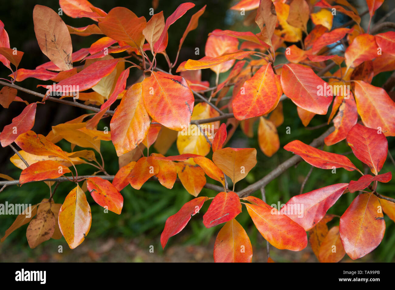 Autumn foliage in the George Tindale Memorial Gardens, Sherbrooke ...