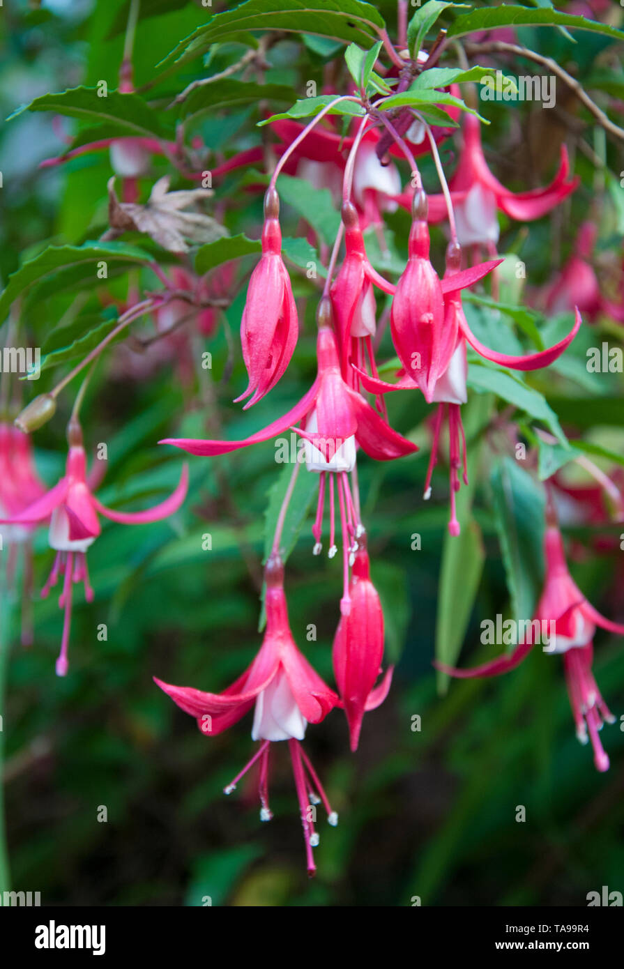 George tindale memorial gardens hi-res stock photography and images - Alamy
