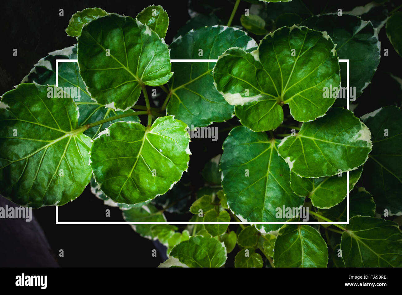 Creative layout green leaves with white square frame Stock Photo - Alamy
