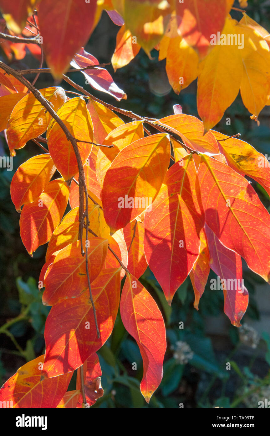 Autumn colours in a garden in suburban Melbourne, Australia Stock Photo ...