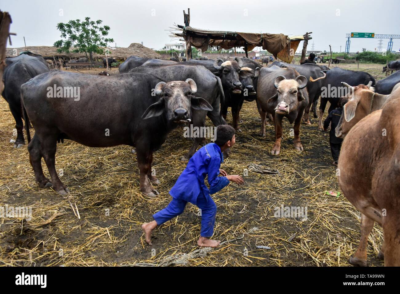 Buffaloes In India High Resolution Stock Photography and Images - Alamy