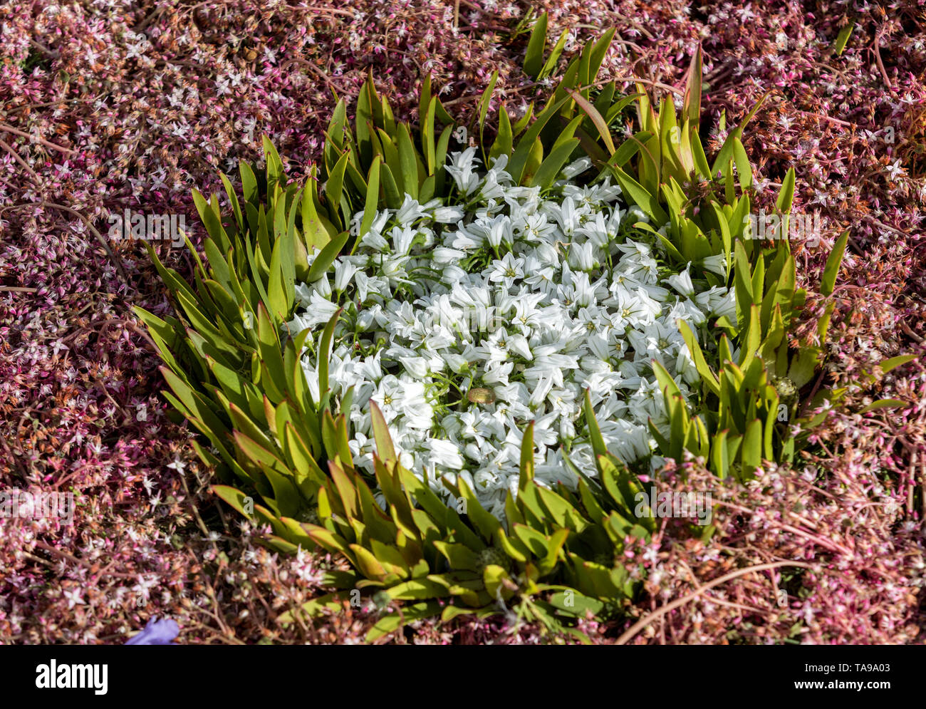 Beauty floristic decoration with colorful tropical flowers Stock Photo ...