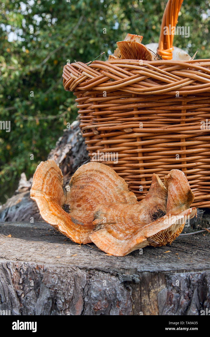 Harvested at autumn amazing edible mushrooms Saffron Milk Cap known as ...
