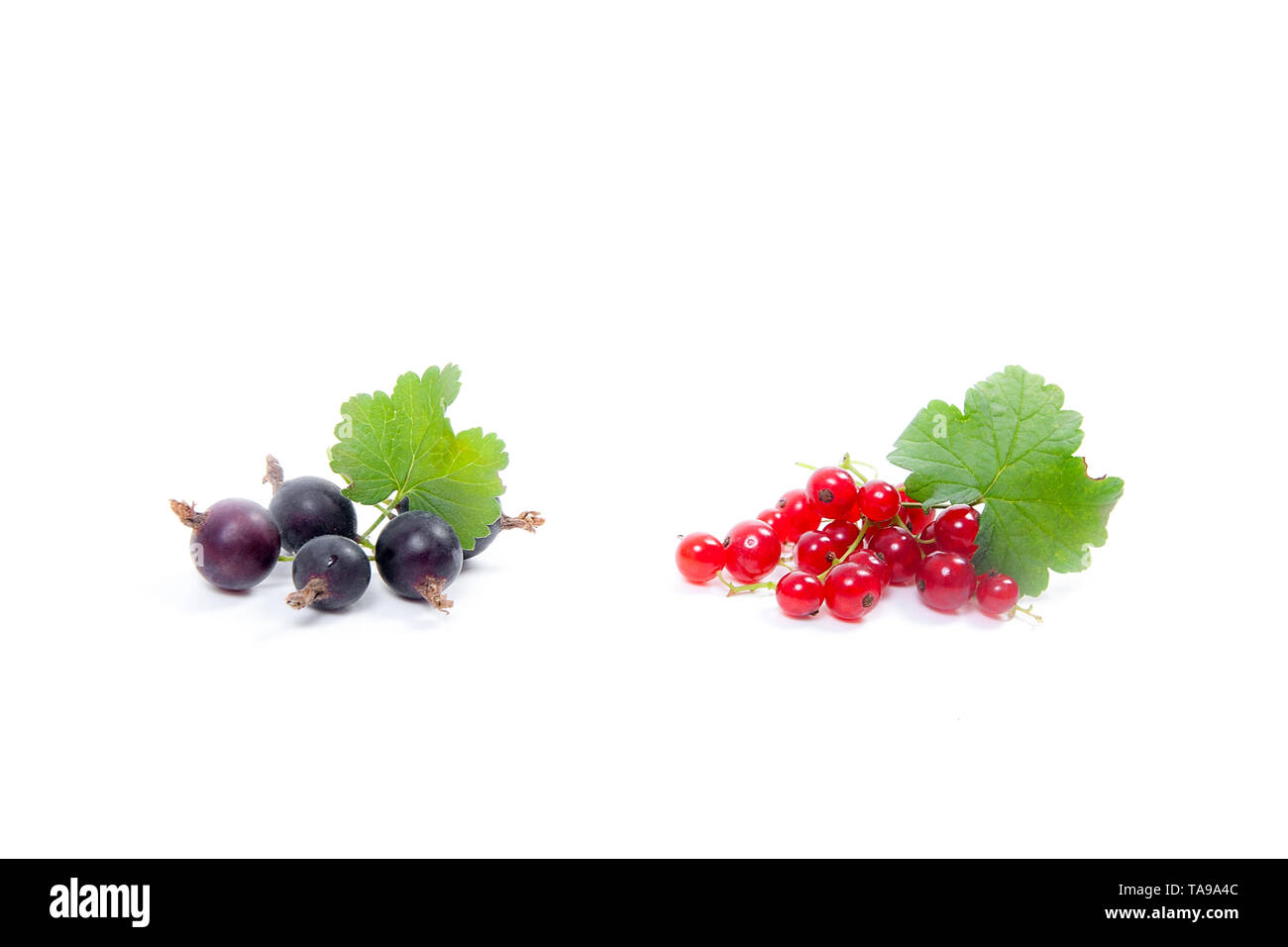 Close up view of black and red currant berry isolated on white ...