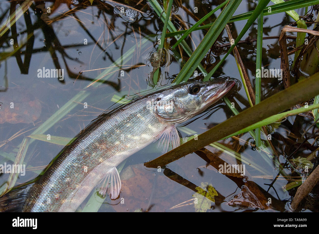 Freshwater Northern pike fish know as Esox Lucius in the water. Fishing ...