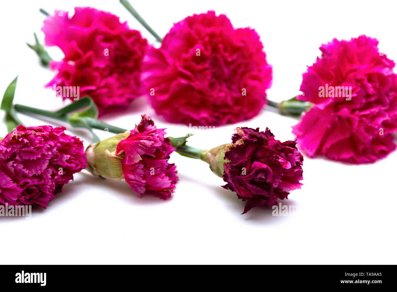 Carnations dead hi-res stock photography and images - Alamy
