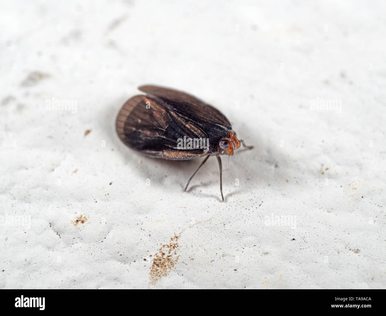 Macro Photography of Tiny Insect on White Floor Stock Photo - Alamy
