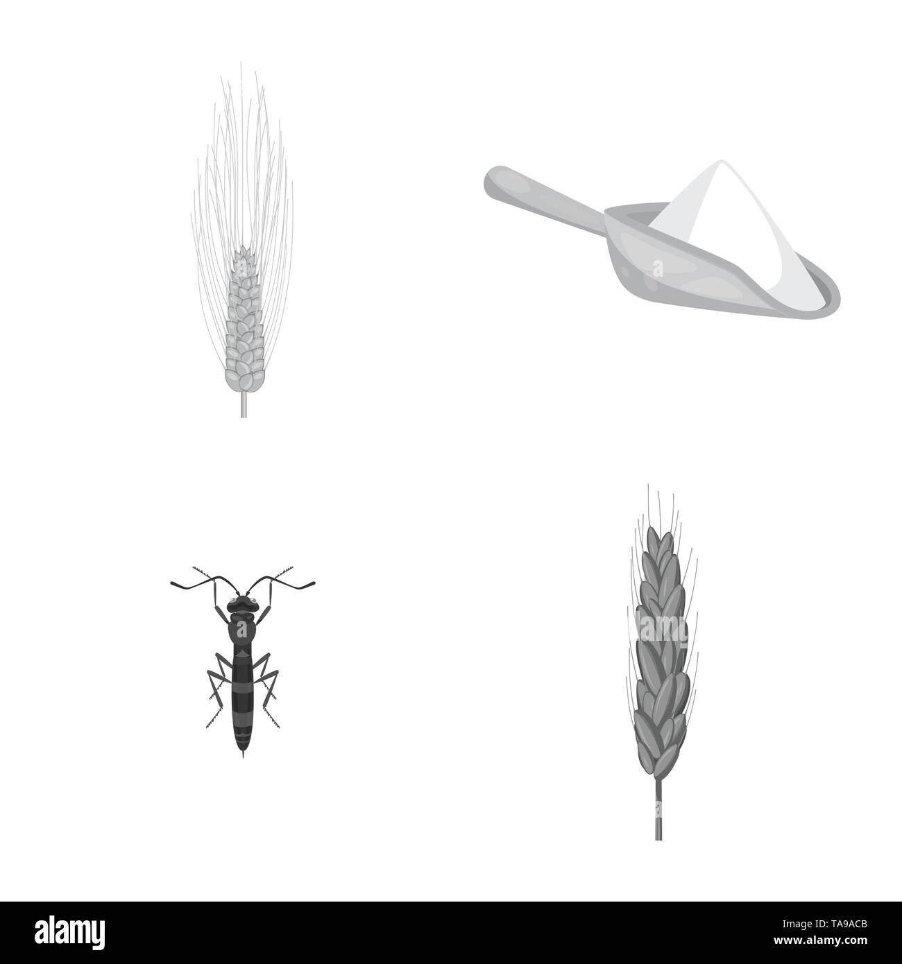 Vector design of rye and plant logo. Collection of rye and corn stock ...