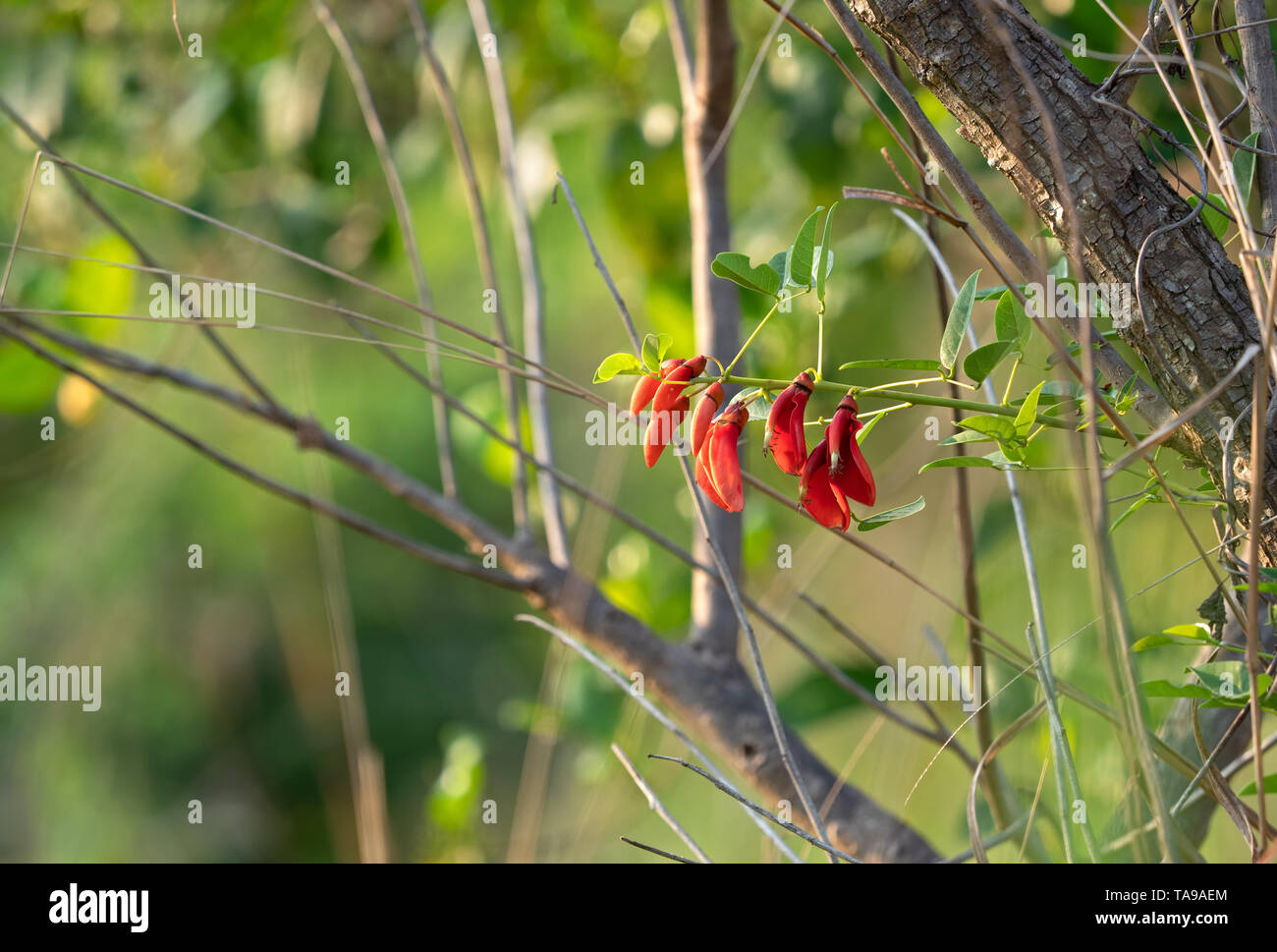 Closeup Group of Red Flowers Isolated on Nature Background Stock Photo ...