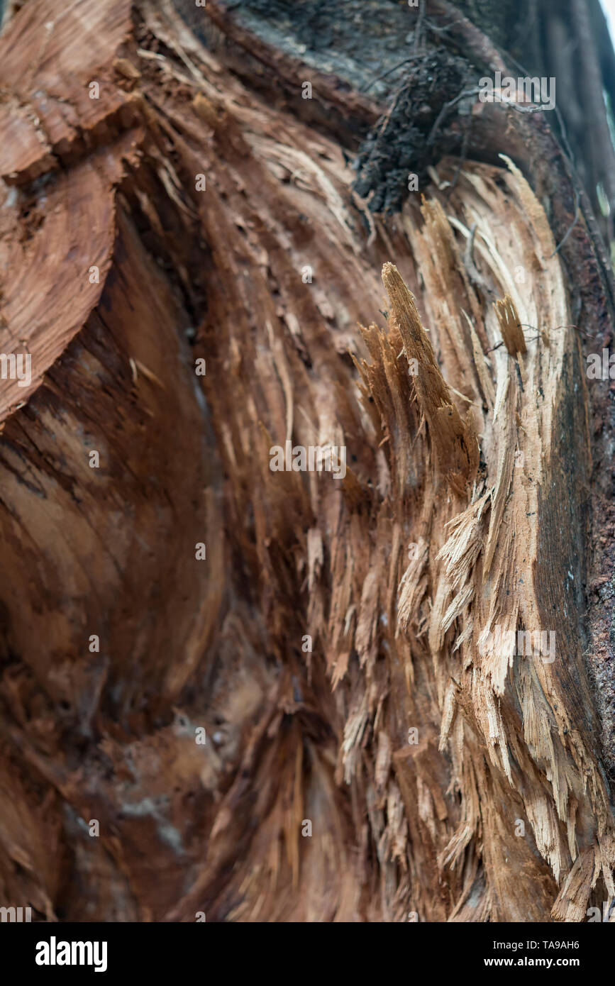 tree with damaged bark close up Stock Photo - Alamy