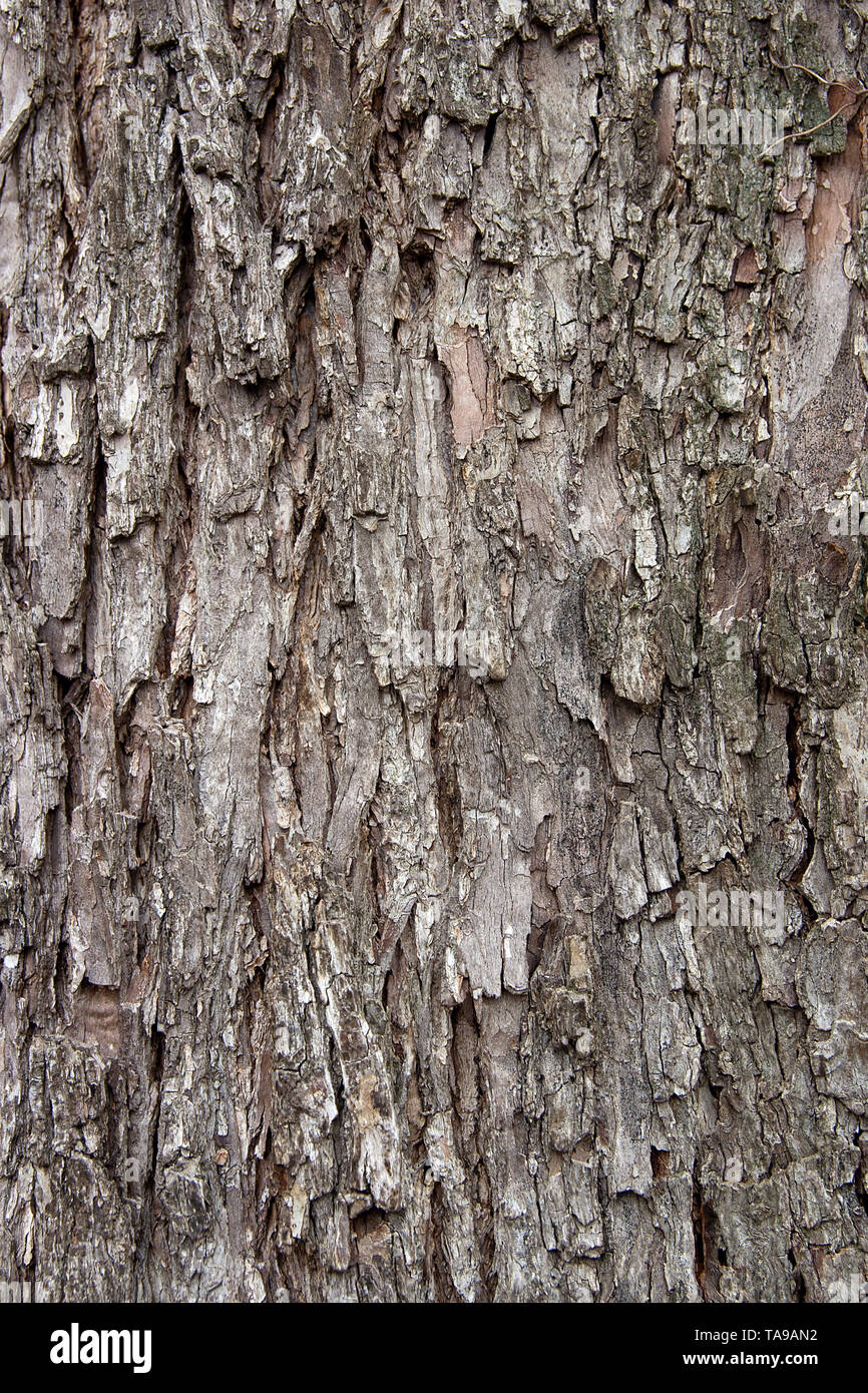 Close up view of brown tree bark for background texture. The surface of ...