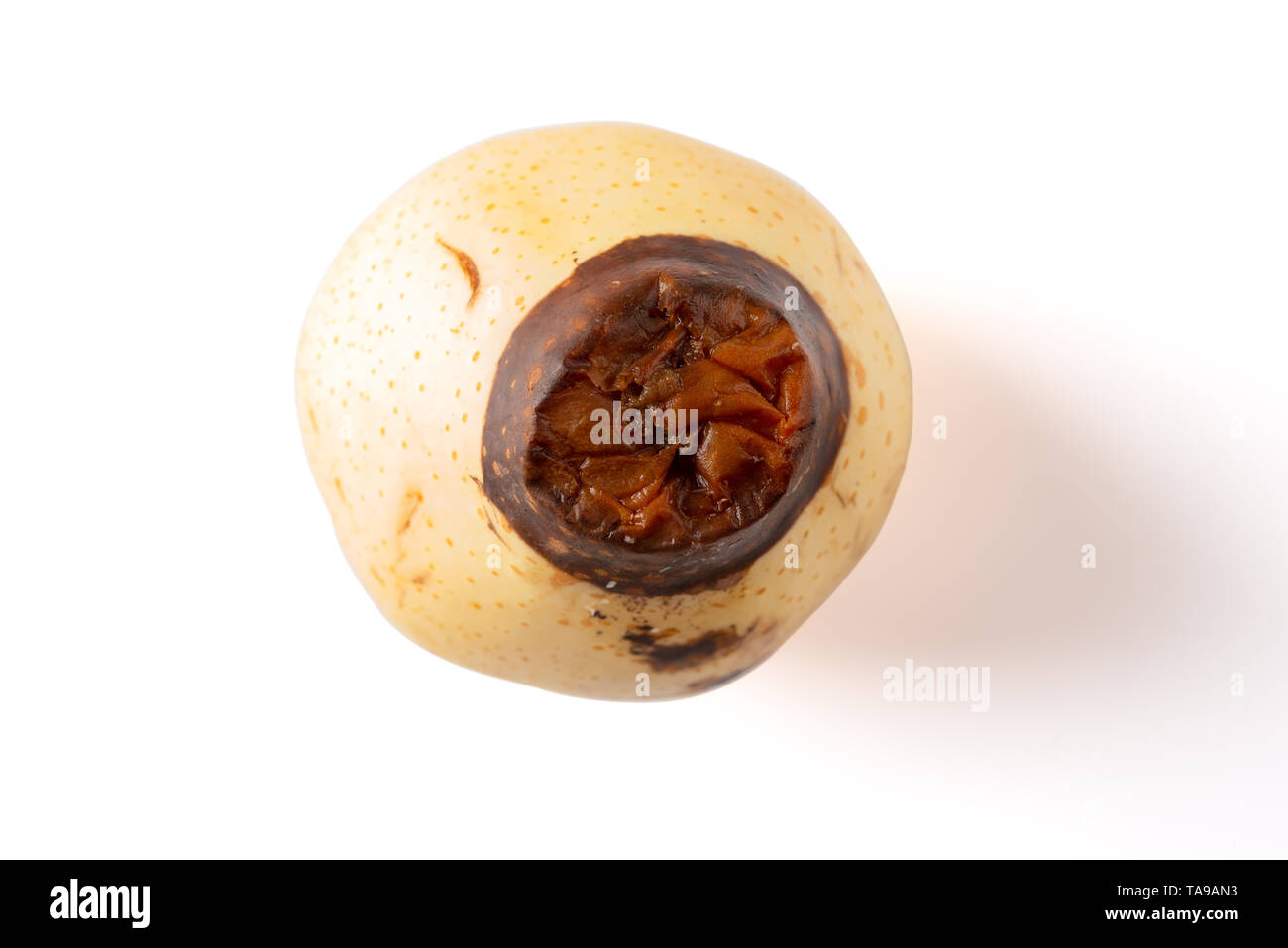 top view overripe pear with worms on white with clipping path Stock ...