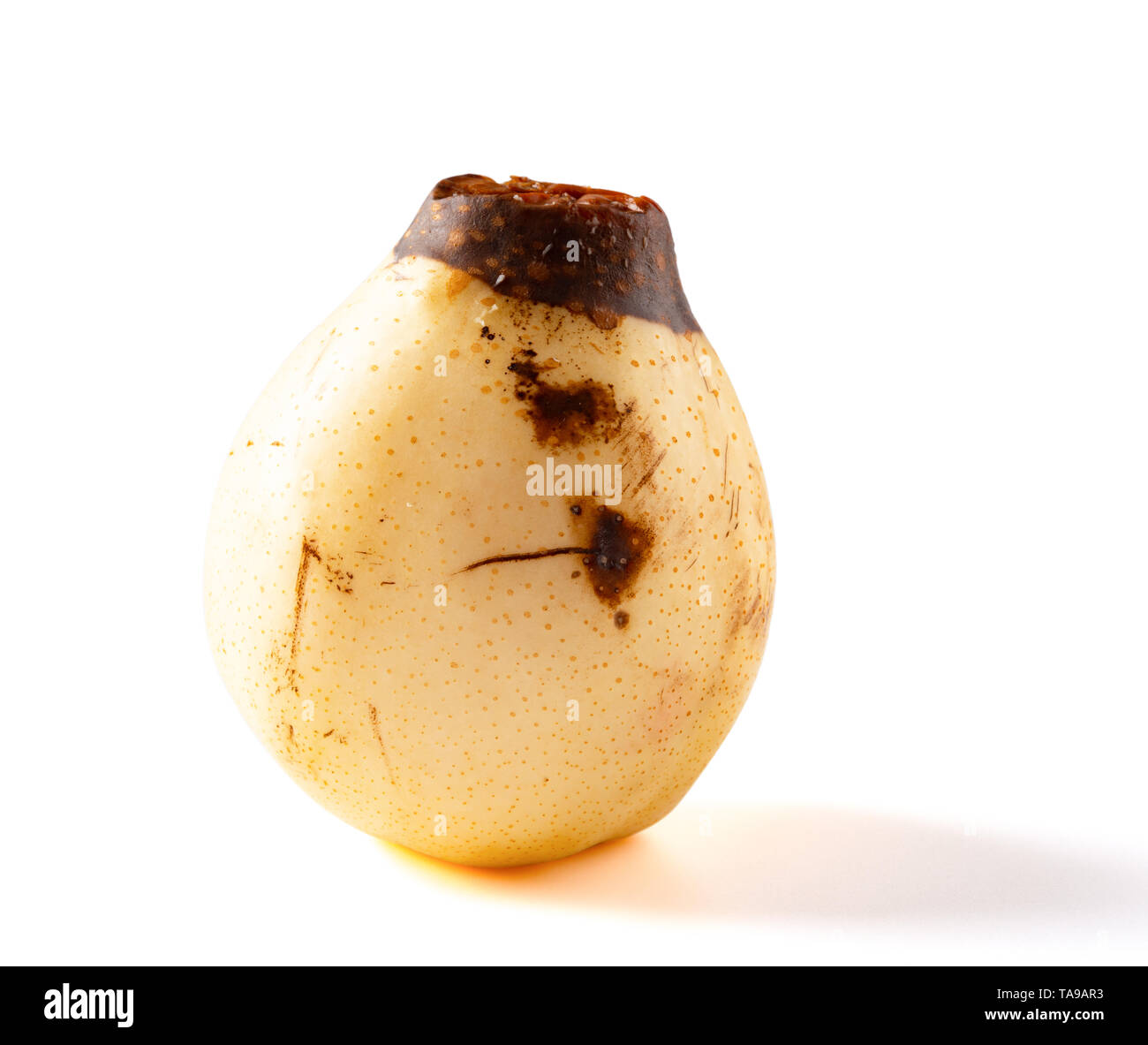 side view overripe pear with worms on white with clipping path Stock ...